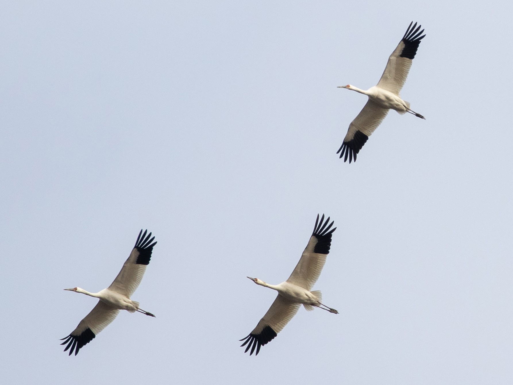 Ak Turna - eBird
