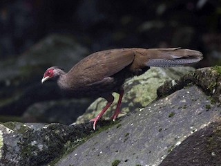 Silver Pheasant - eBird