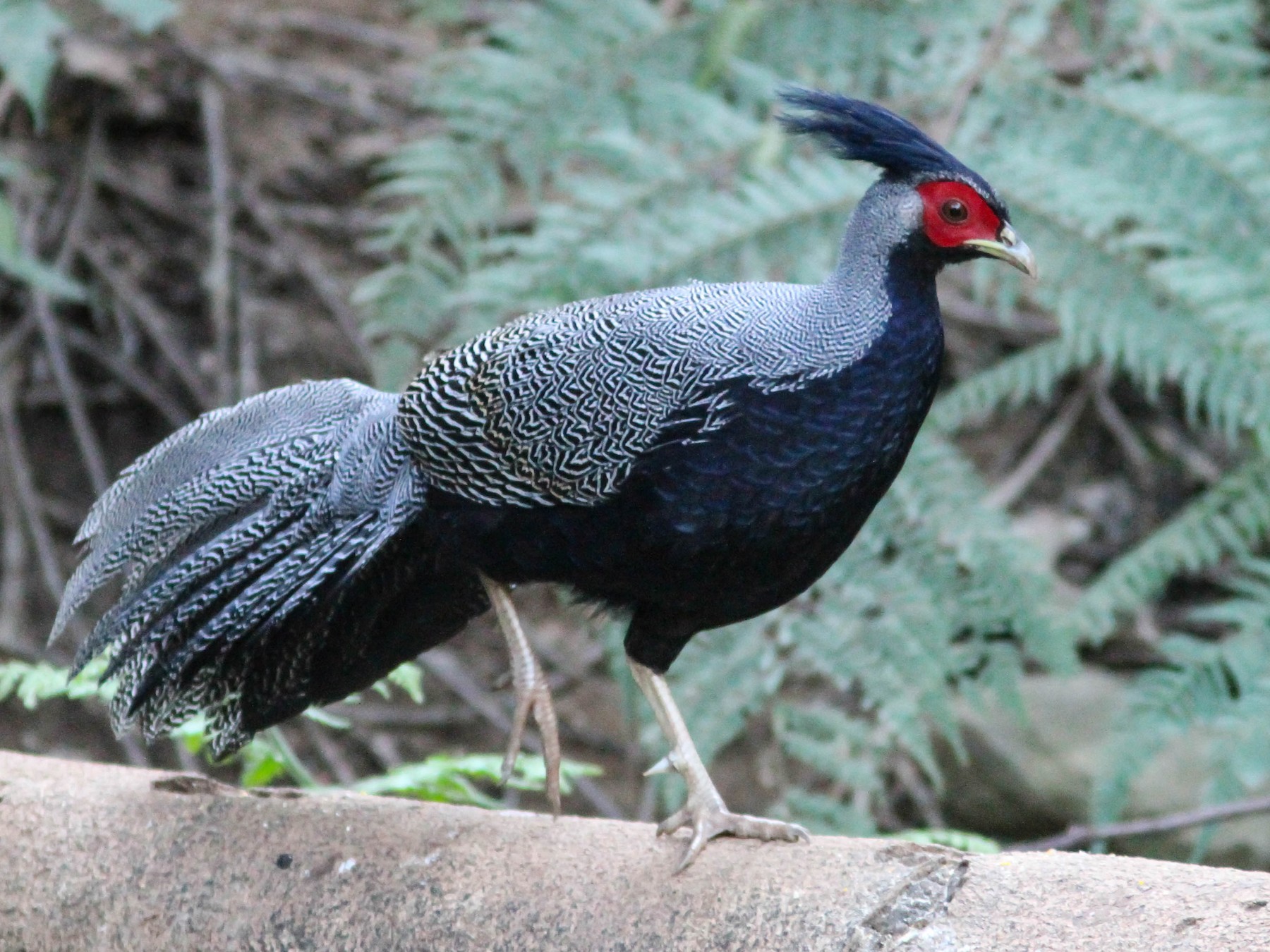 Silver Pheasant - eBird