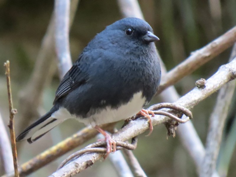 Slaty Bunting - eBird