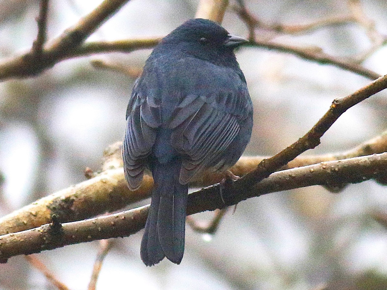 Slaty Bunting - eBird
