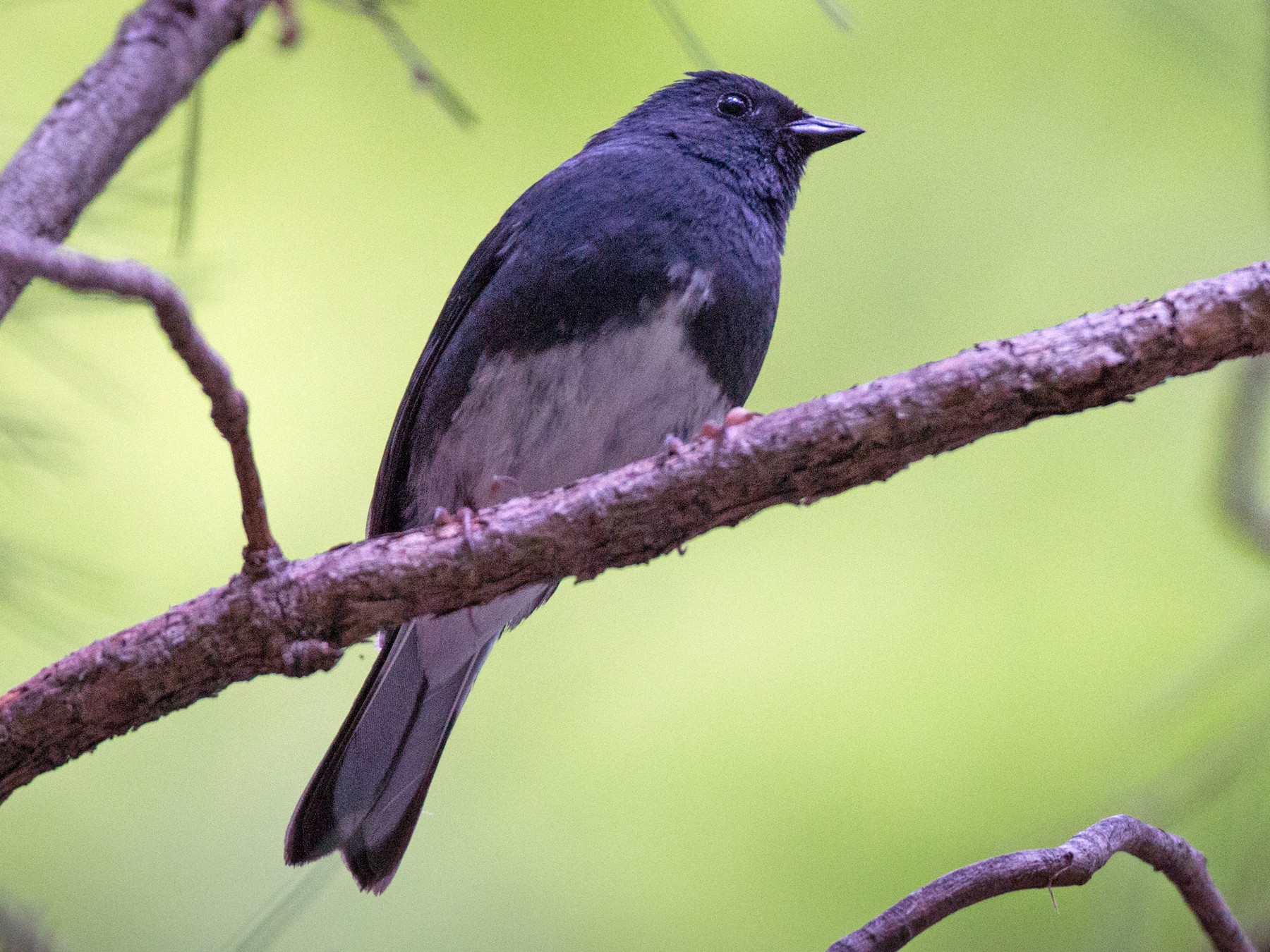 Slaty Bunting - eBird