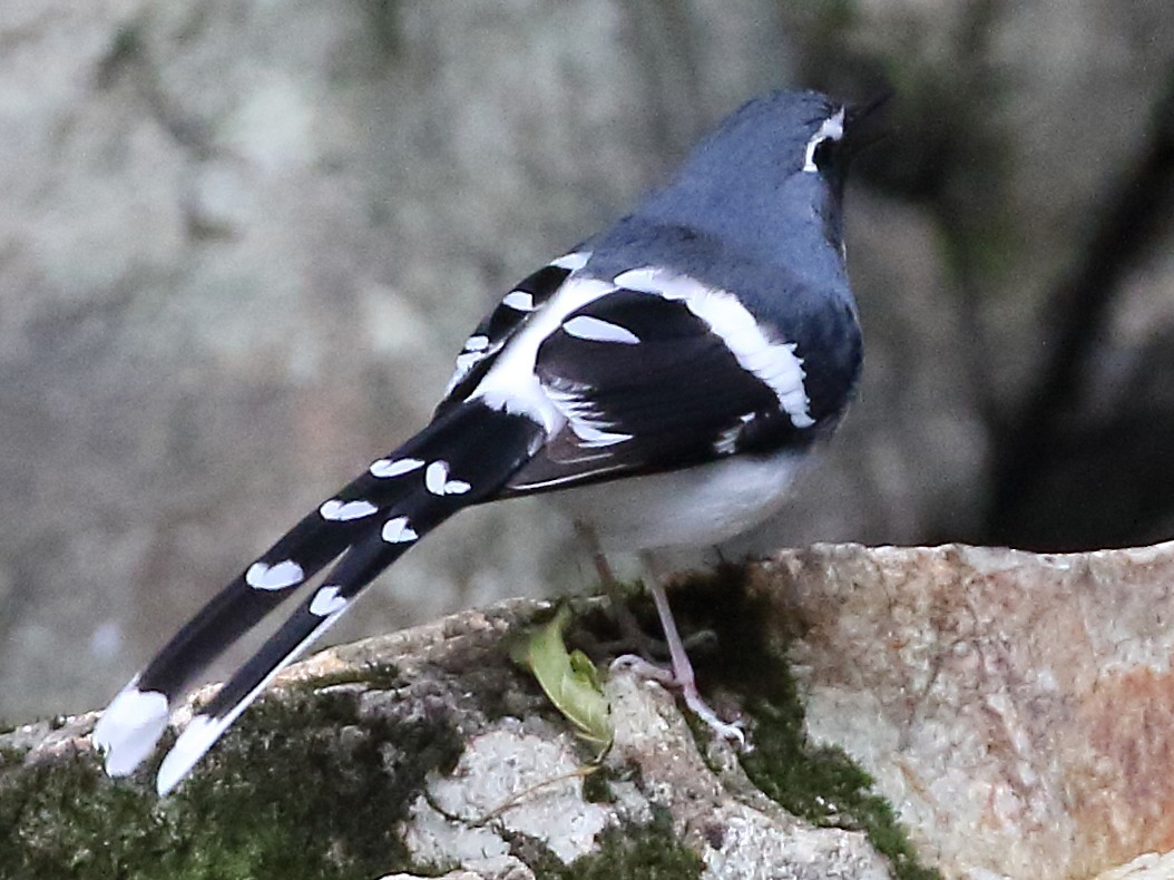 Slaty-backed Forktail - eBird