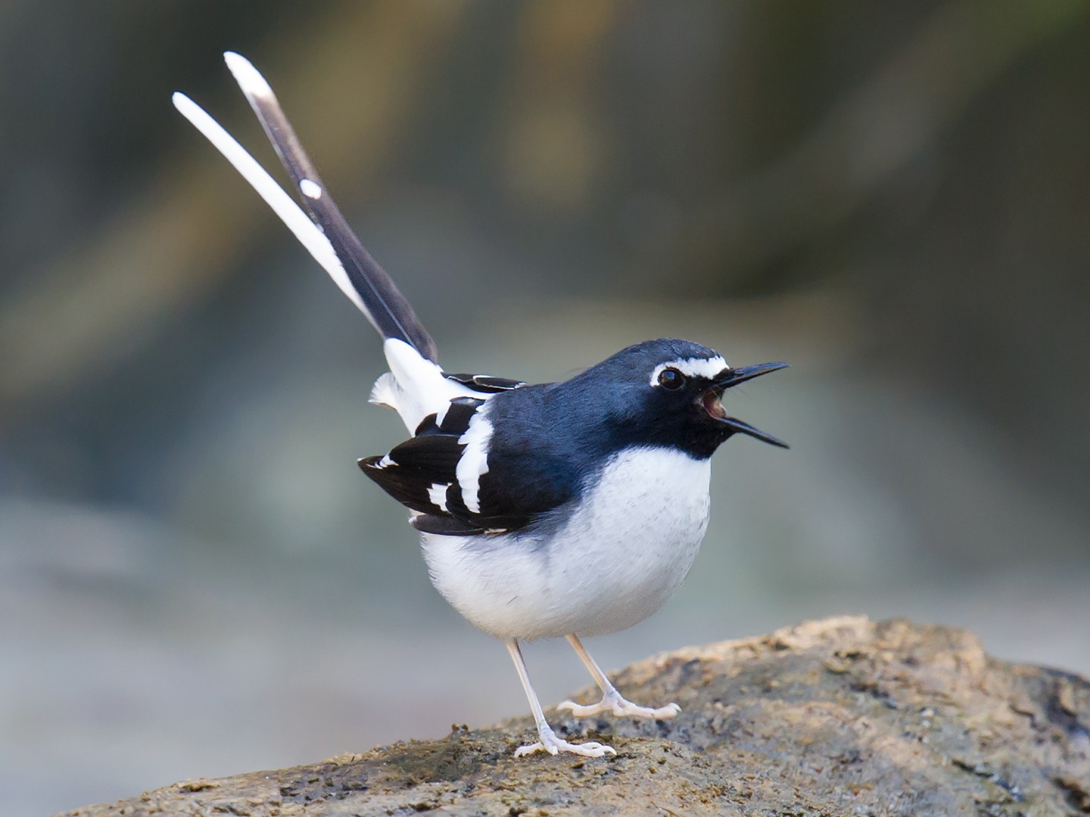 Slaty-backed Forktail - eBird