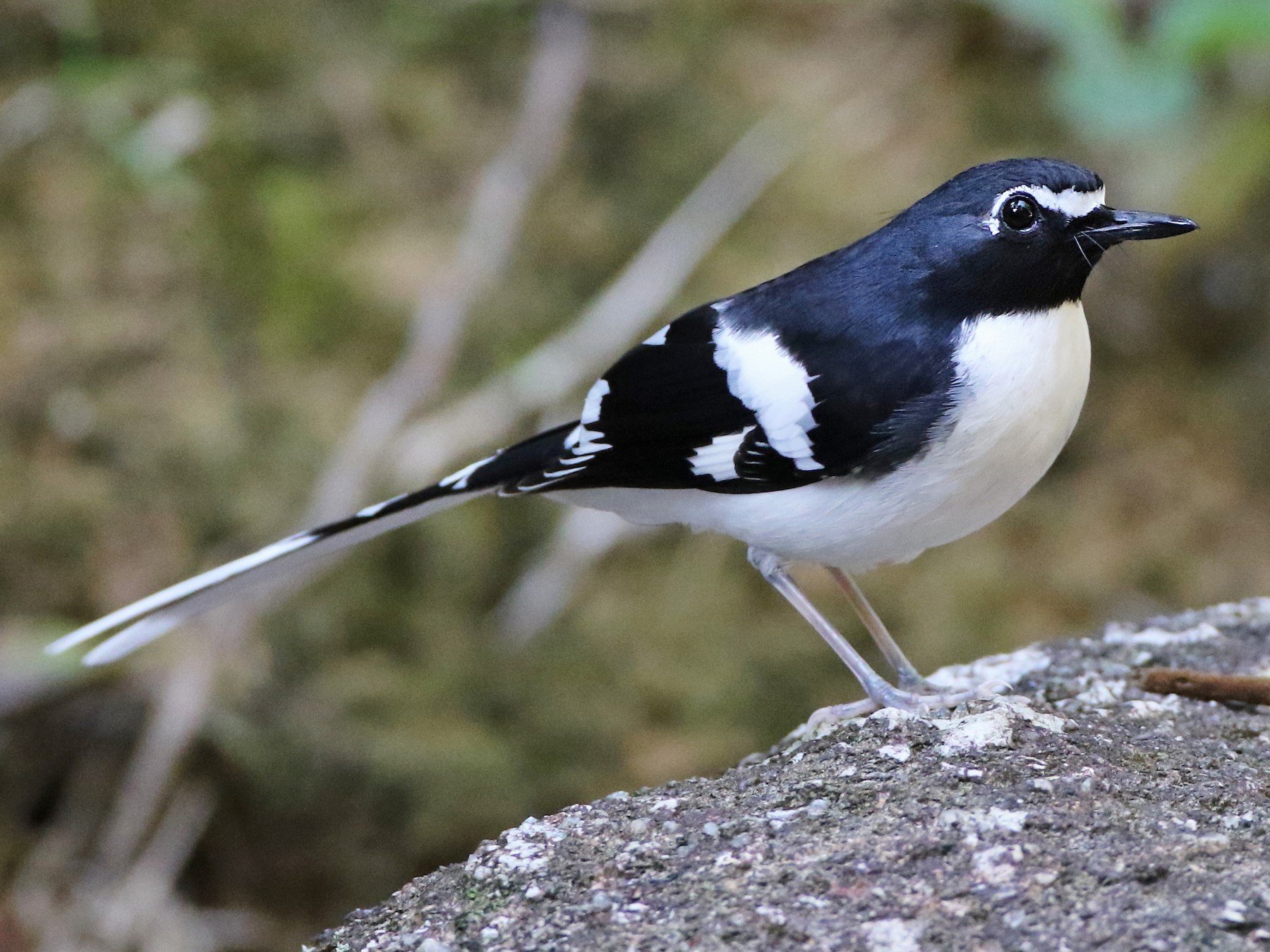 Slaty-backed Forktail - eBird