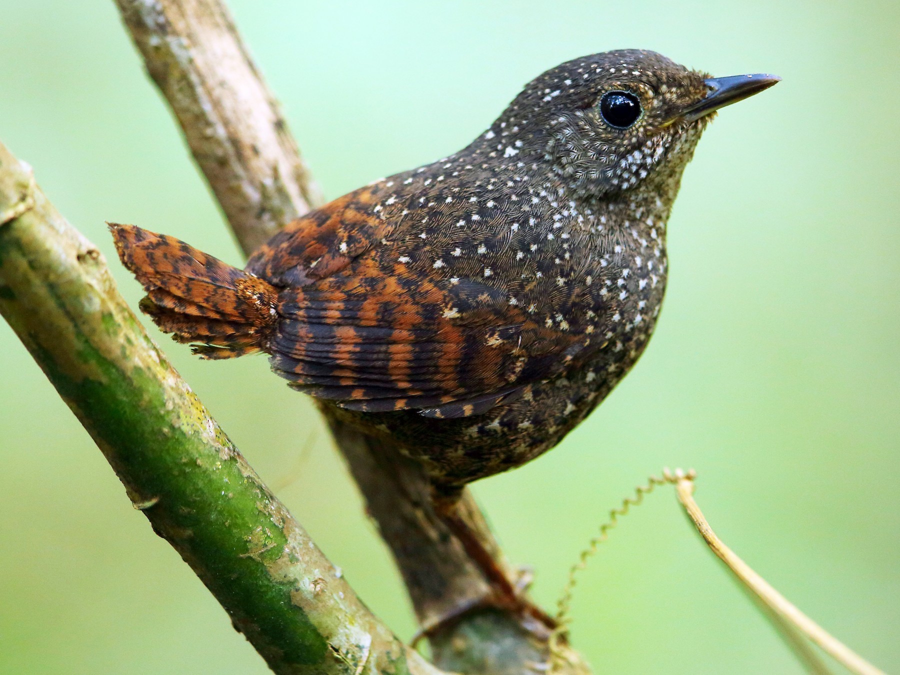 Ratina Moteada - eBird