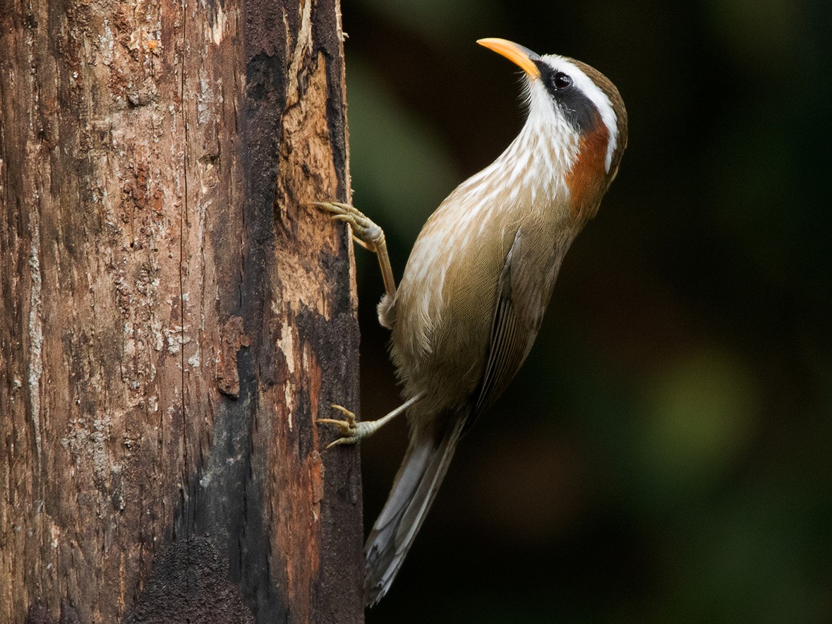 Cimitarra Cuellirrufa - eBird