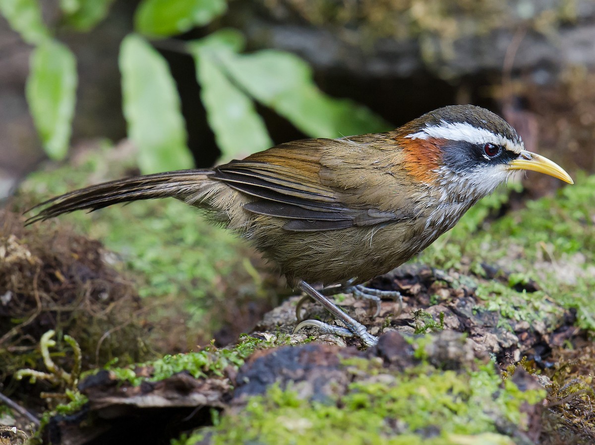 Streak-breasted Scimitar-Babbler - Pomatorhinus ruficollis - Birds of ...