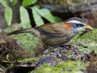 Streak-breasted Scimitar-Babbler - eBird