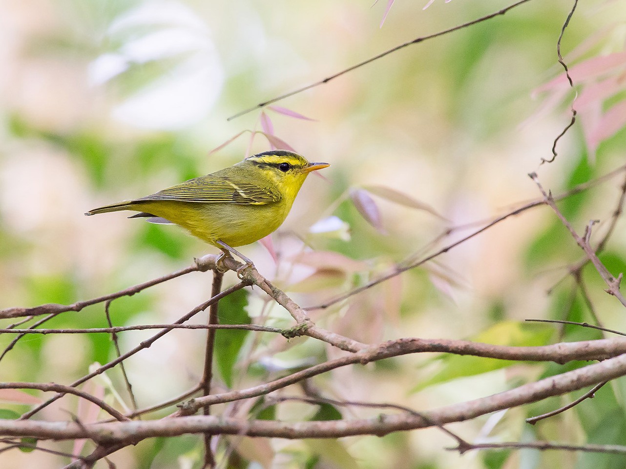 Sulphur-breasted Warbler - eBird