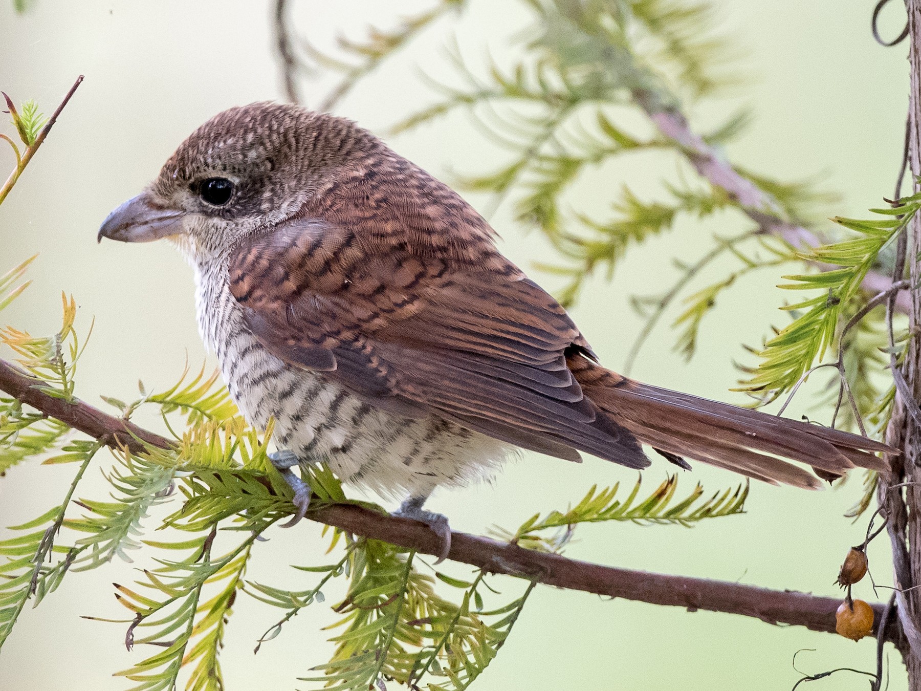 tiger shrike - eBird
