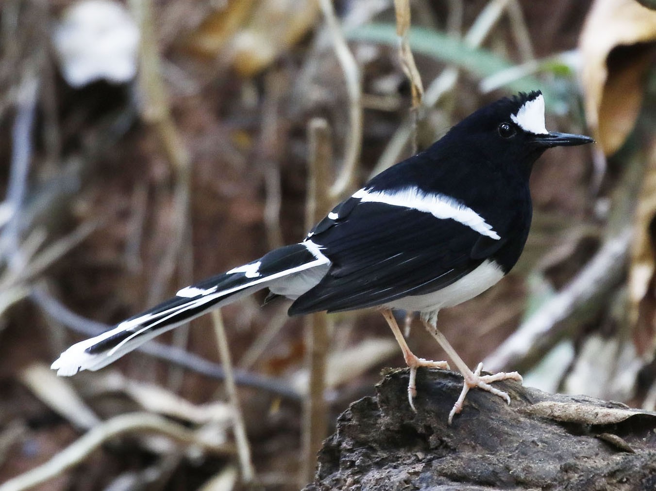 White-crowned Forktail - eBird