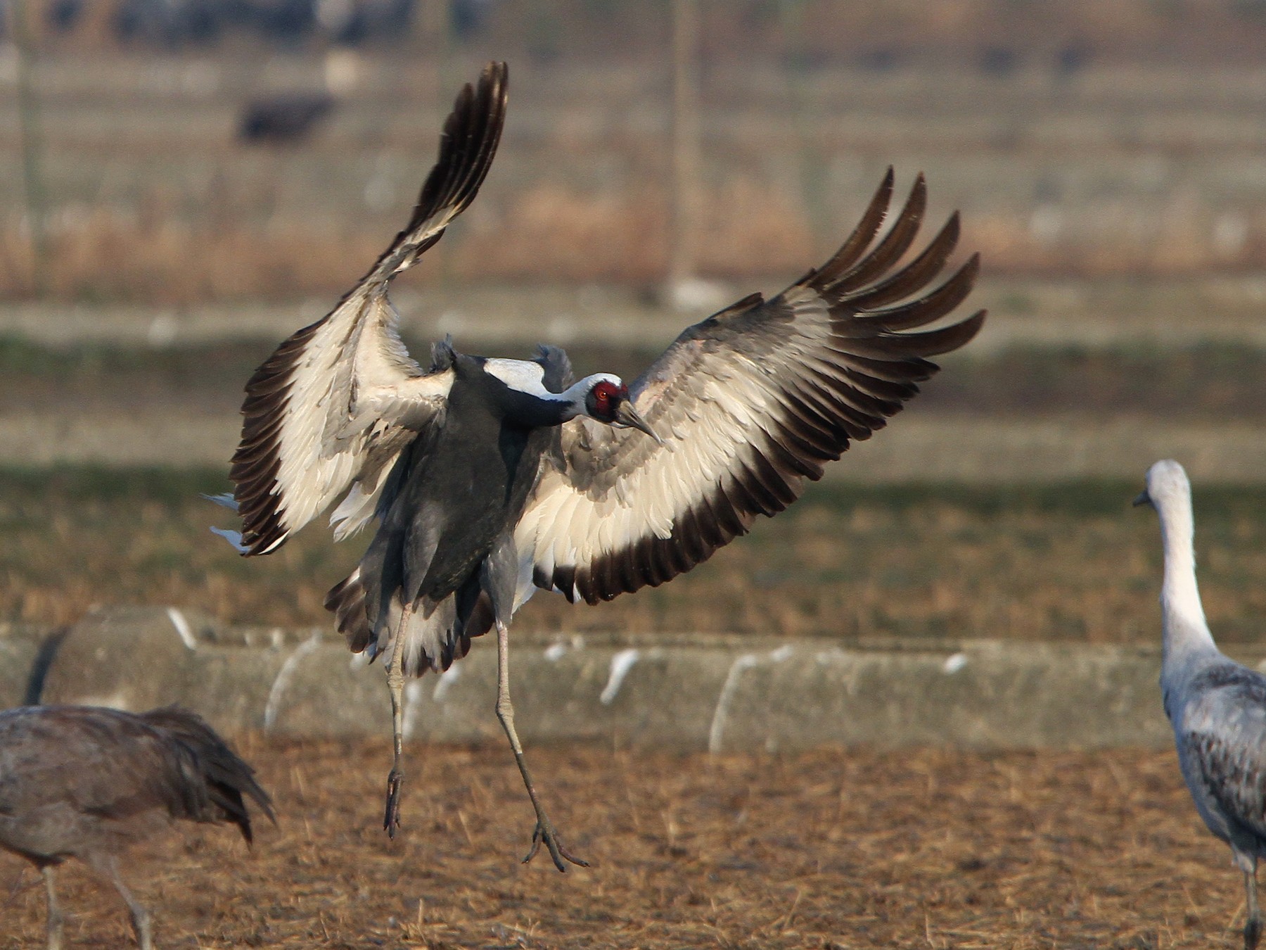 White-naped Crane - eBird