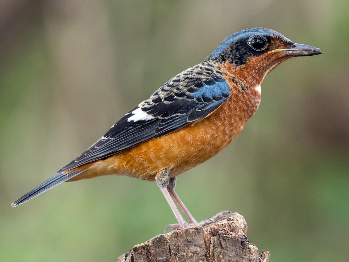 White-throated Rock-Thrush - Monticola gularis - Birds of the World