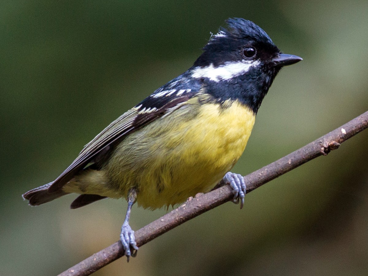 Yellow-bellied Tit - Periparus venustulus - Birds of the World