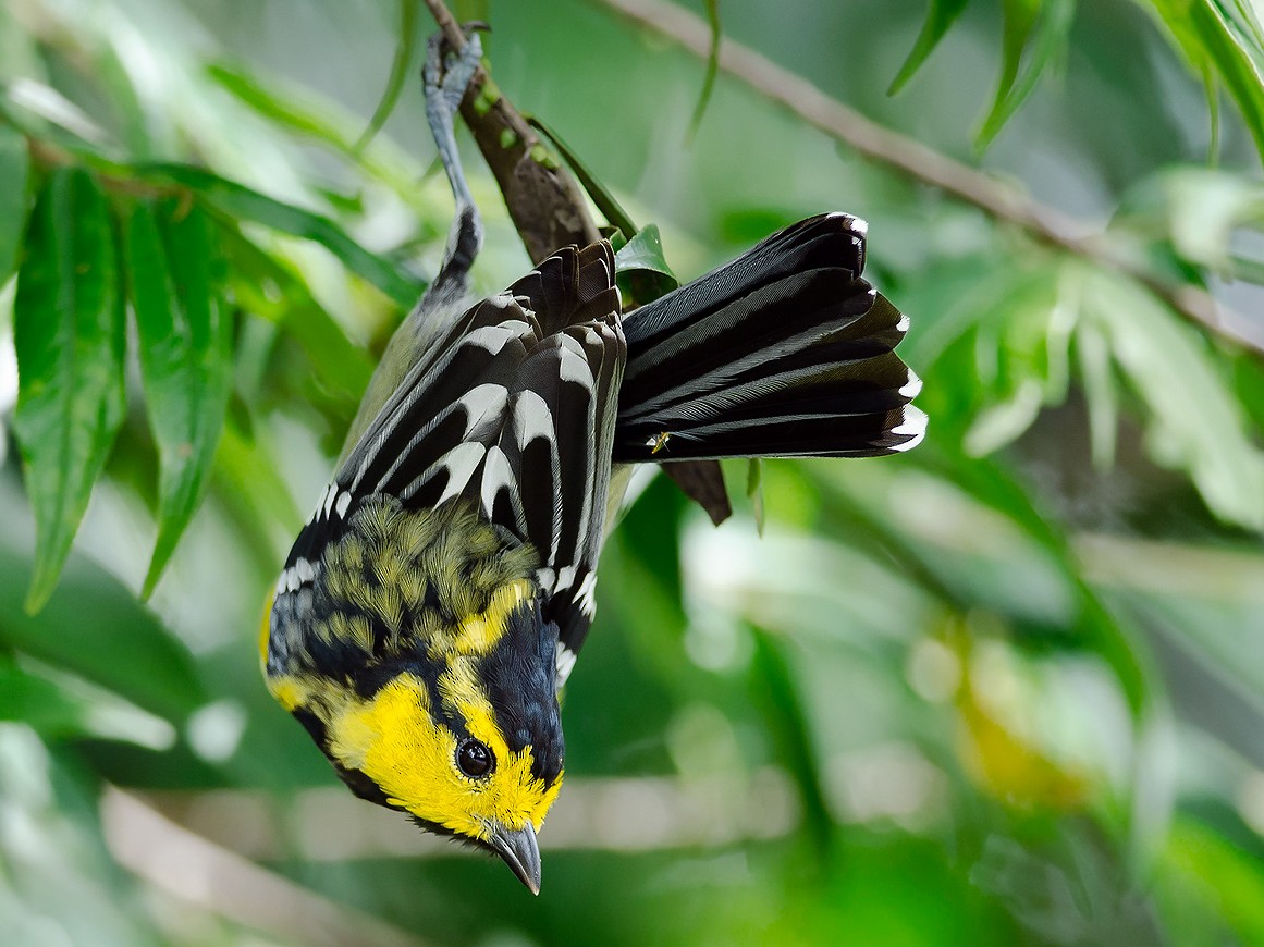 Yellow-cheeked Tit - eBird