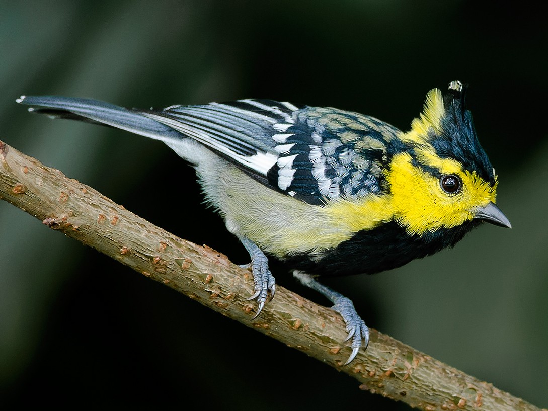 Yellow-cheeked Tit - eBird