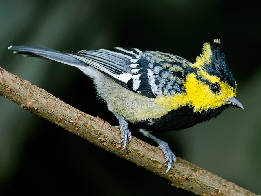 yellow-cheeked tit - eBird