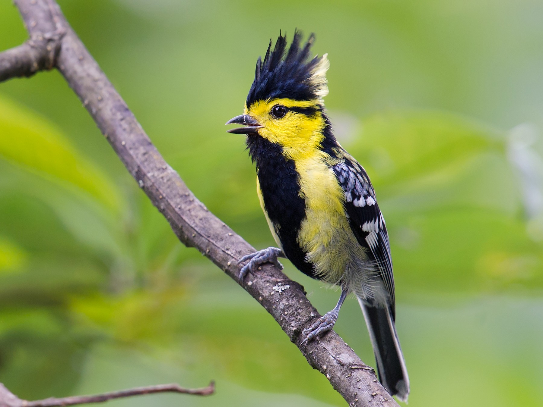 Yellow-cheeked Tit - eBird