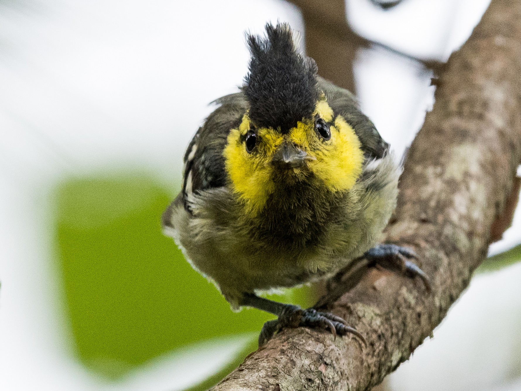 Yellow-cheeked Tit - eBird