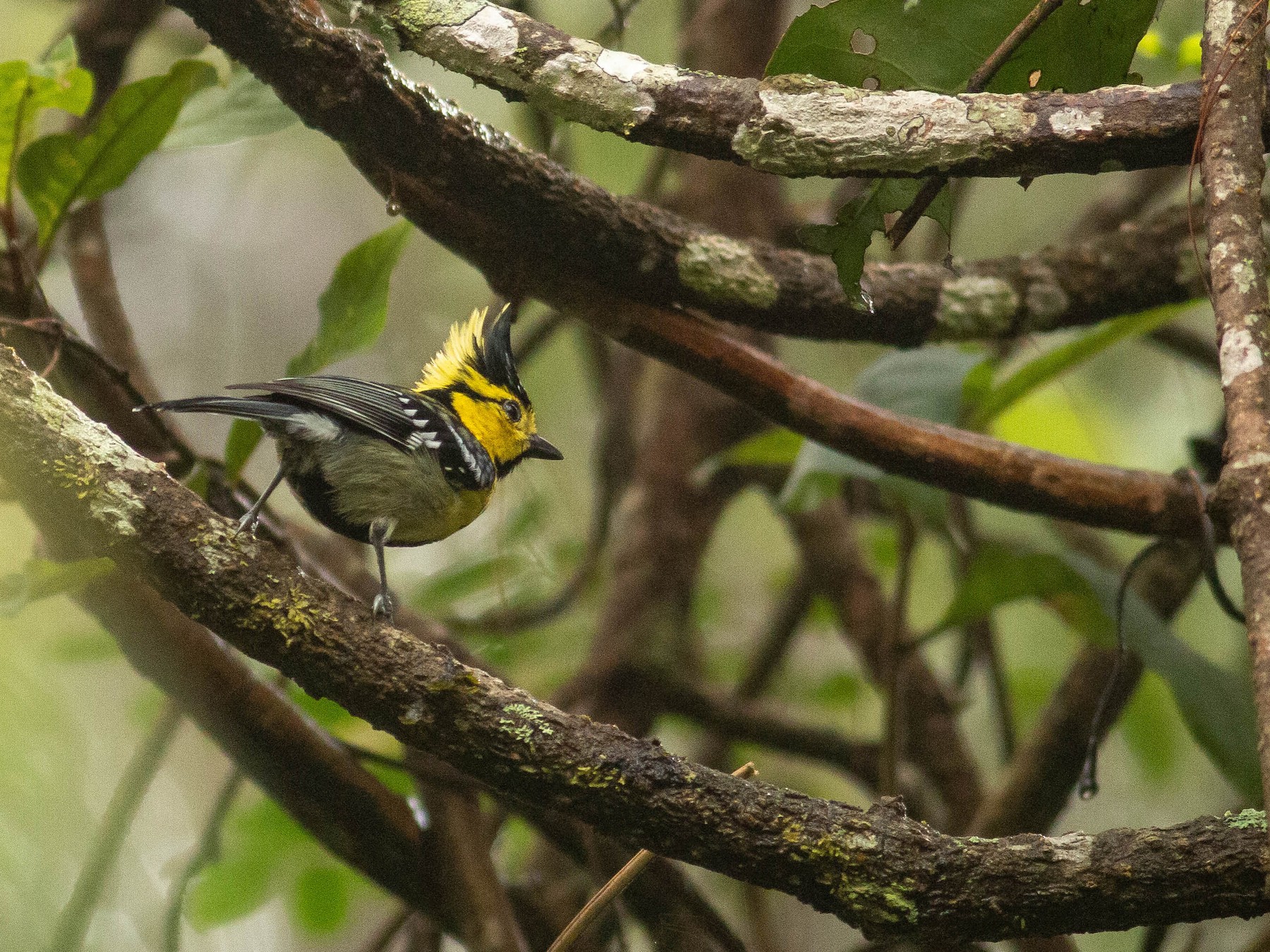 Yellow-cheeked Tit - eBird