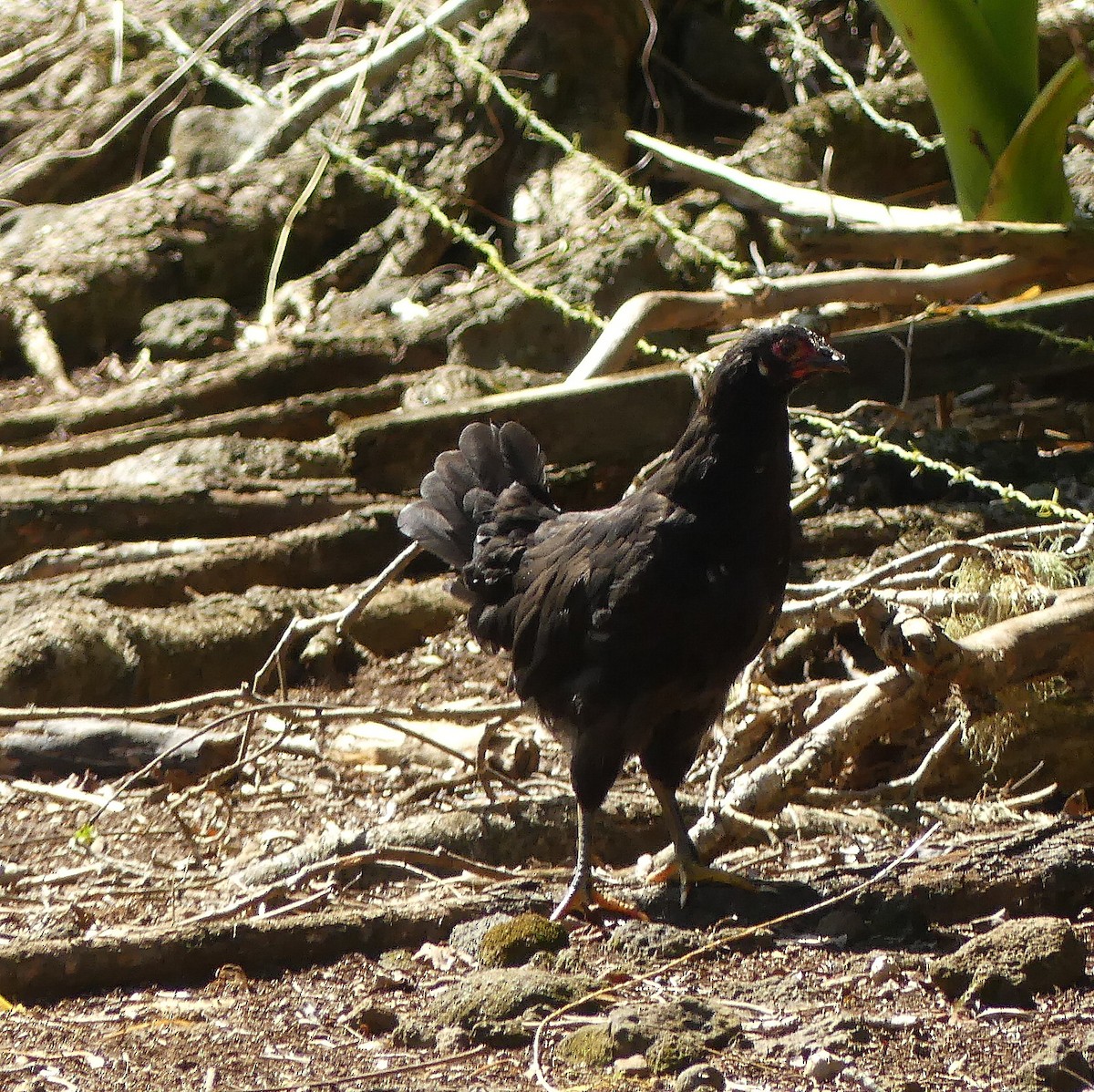 eBird Checklist - 14 Apr 2019 - A'opo Cloud Forest Conservation Area ...