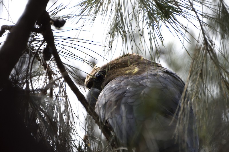 eBird Checklist - 17 May 2019 - Lake Innes Nature Reserve--Corduroy ...
