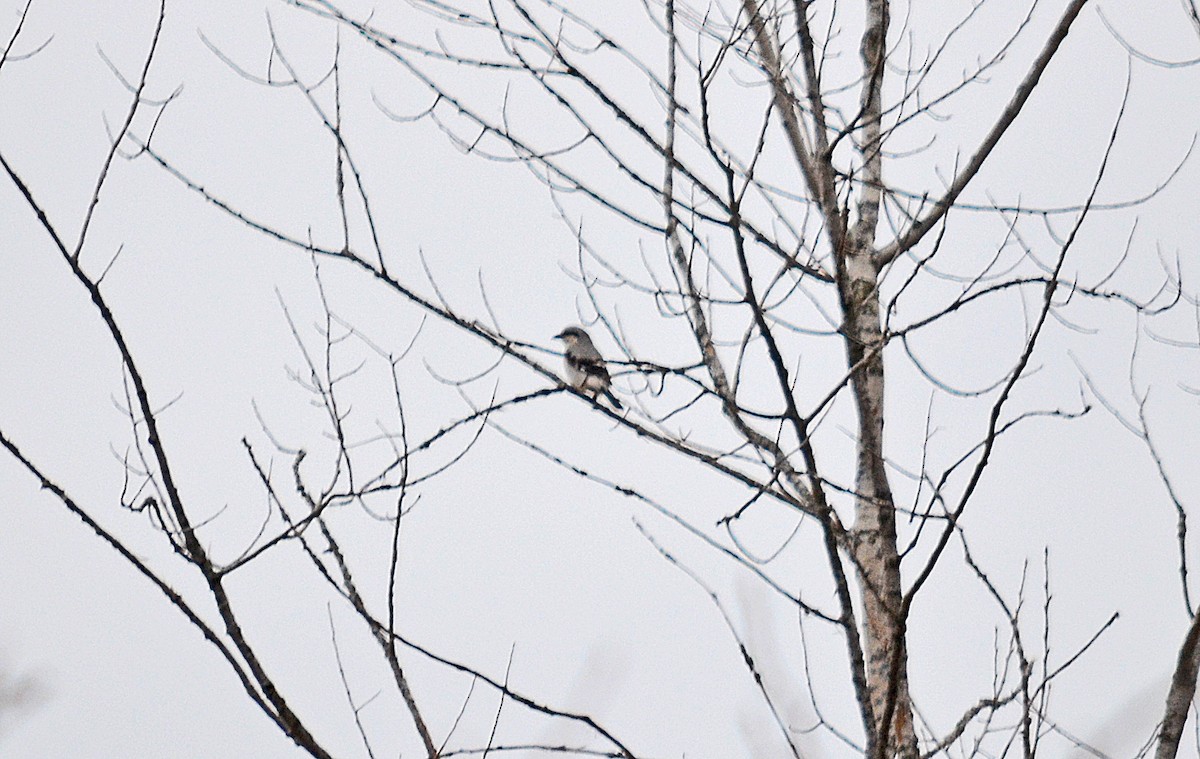 eBird Checklist - 22 Dec 2011 - Chippewa Nature Center - 1 species