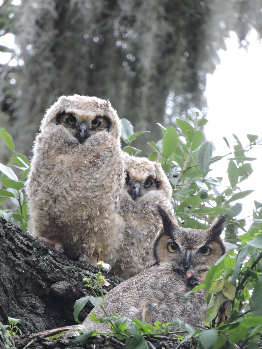 eBird Checklist - 3 May 2014 - Kapok Park - 1 species