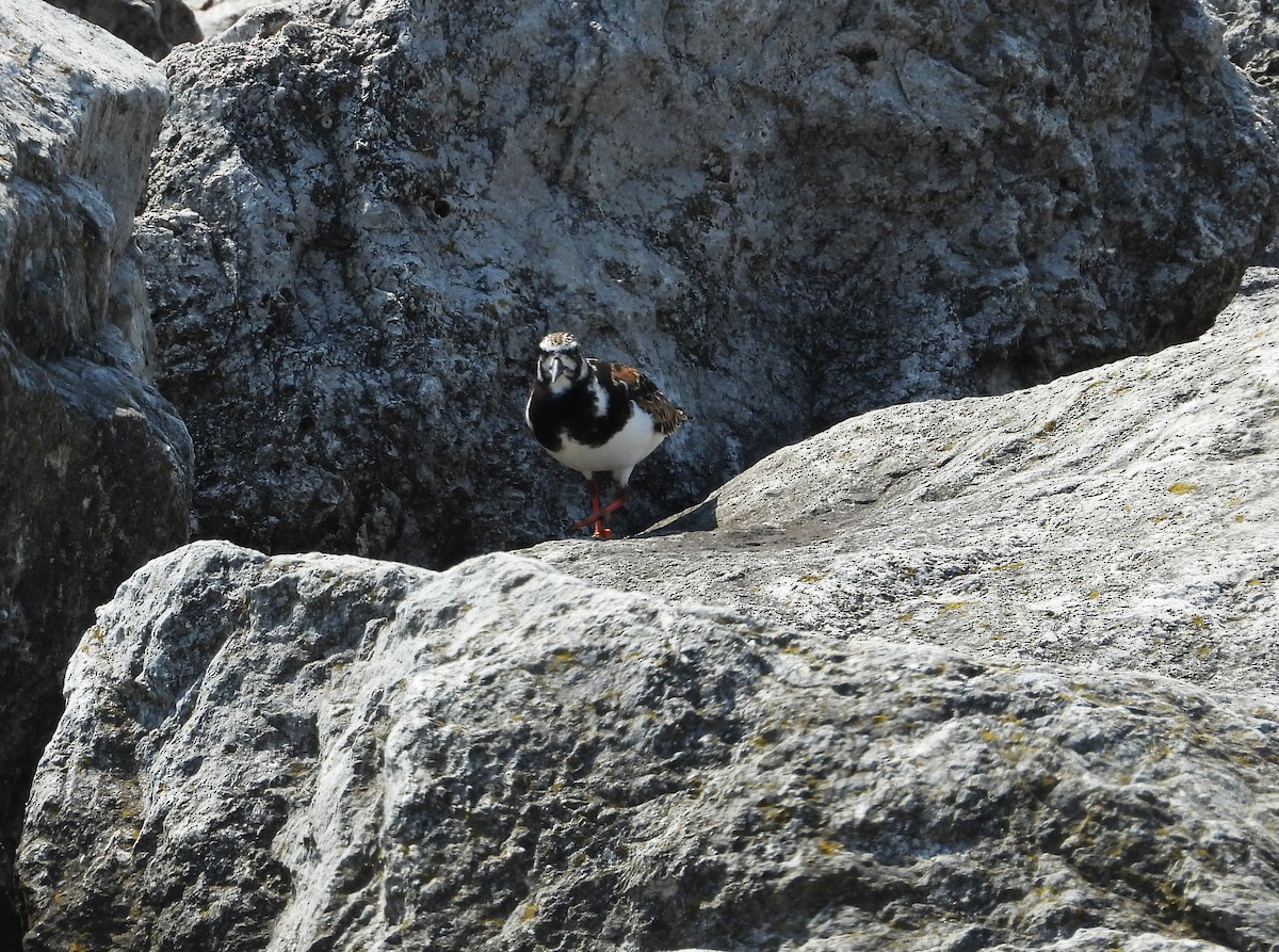 eBird Checklist - 19 May 2019 - Burlington--Burloak Park - 20 species