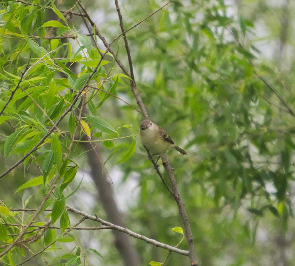 eBird Checklist - 19 May 2019 - Mormon Handcart Park - 26 species