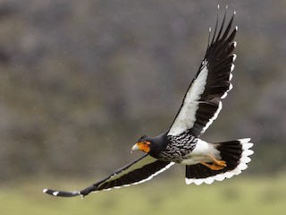 Carunculated Caracara - eBird