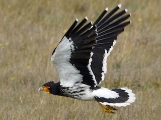 Carunculated Caracara - eBird