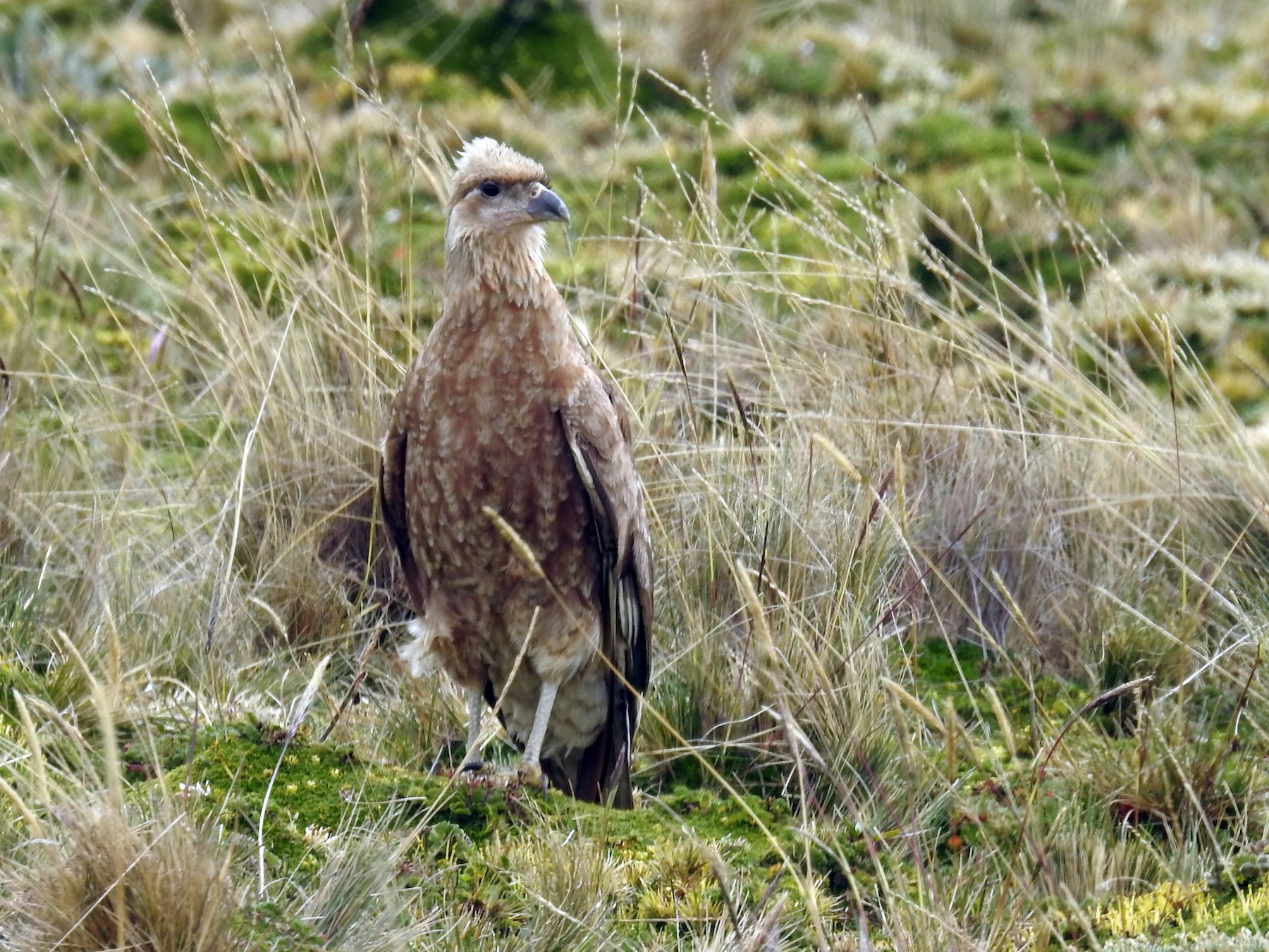 Carunculated Caracara - eBird