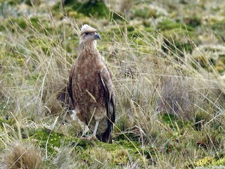 Carunculated Caracara - eBird