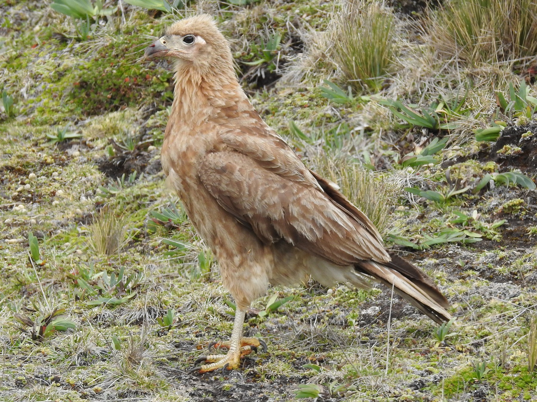 Carunculated Caracara - eBird