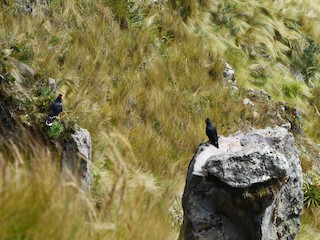 Carunculated Caracara - eBird