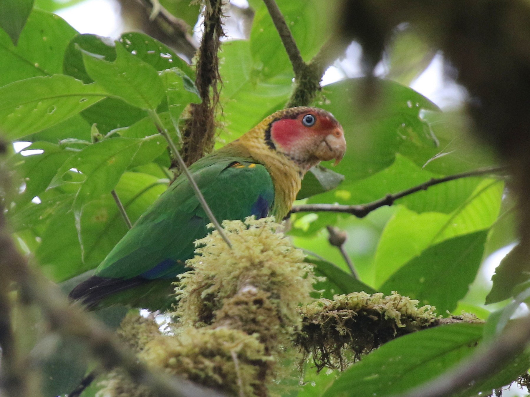 Rose-faced Parrot - eBird