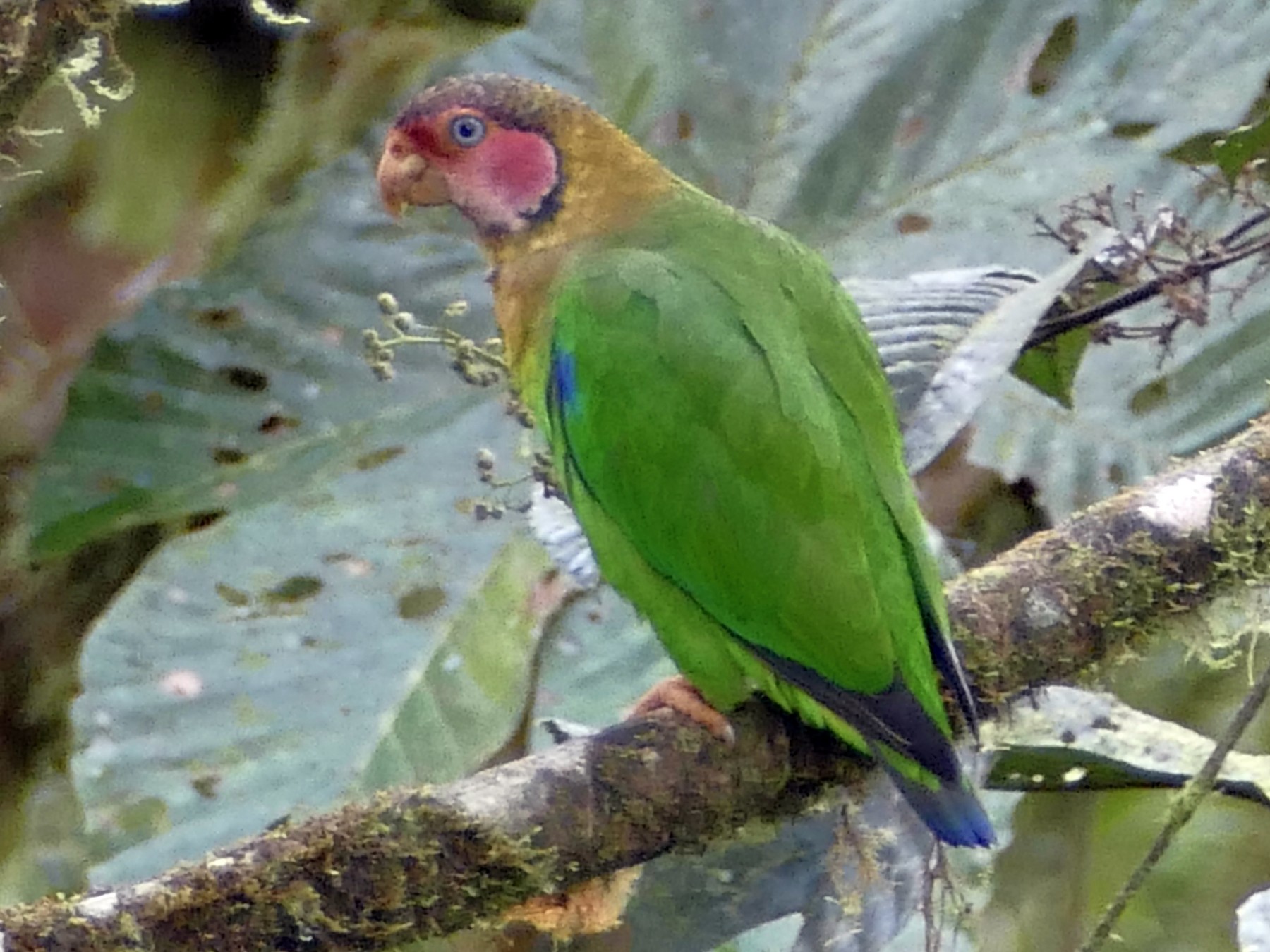 Rose-faced Parrot - eBird