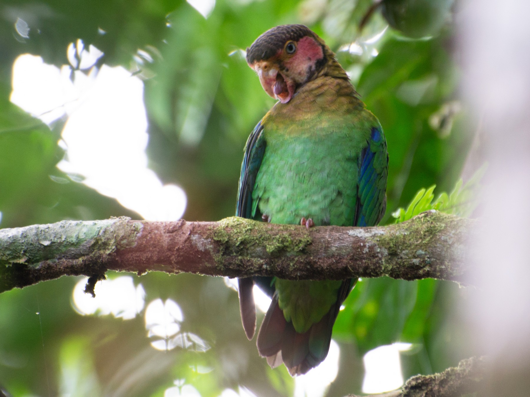 Rose-faced Parrot - eBird