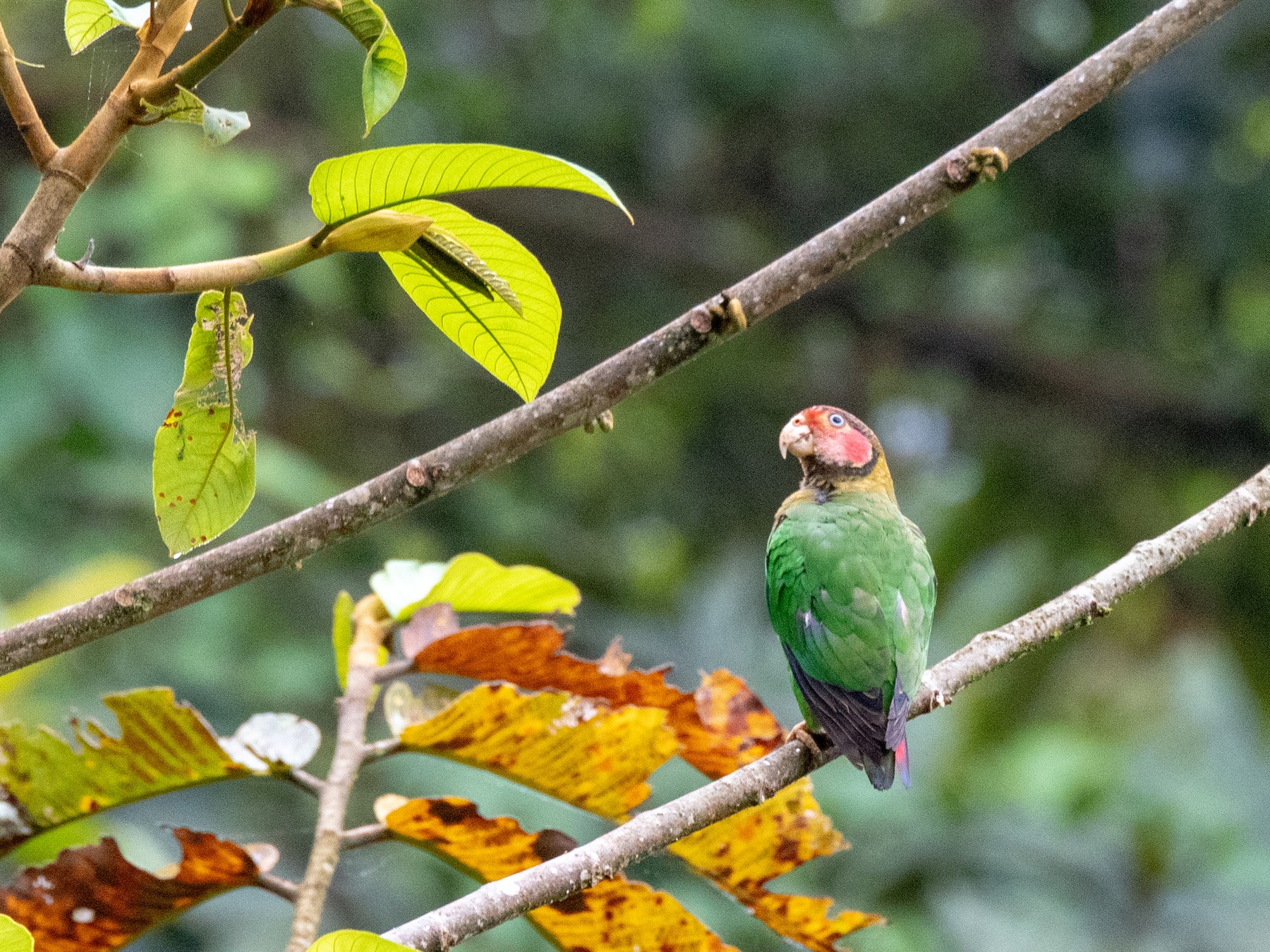 Lorito Carirrosado - eBird