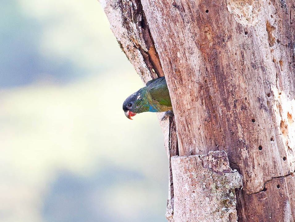 Red-billed Parrot - eBird