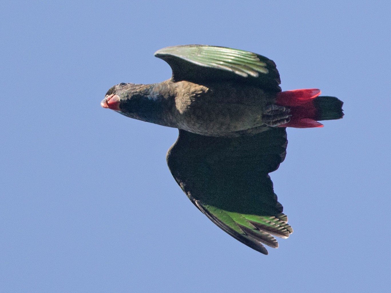 Red-billed Parrot - eBird