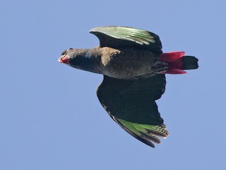 Red-billed Parrot - eBird