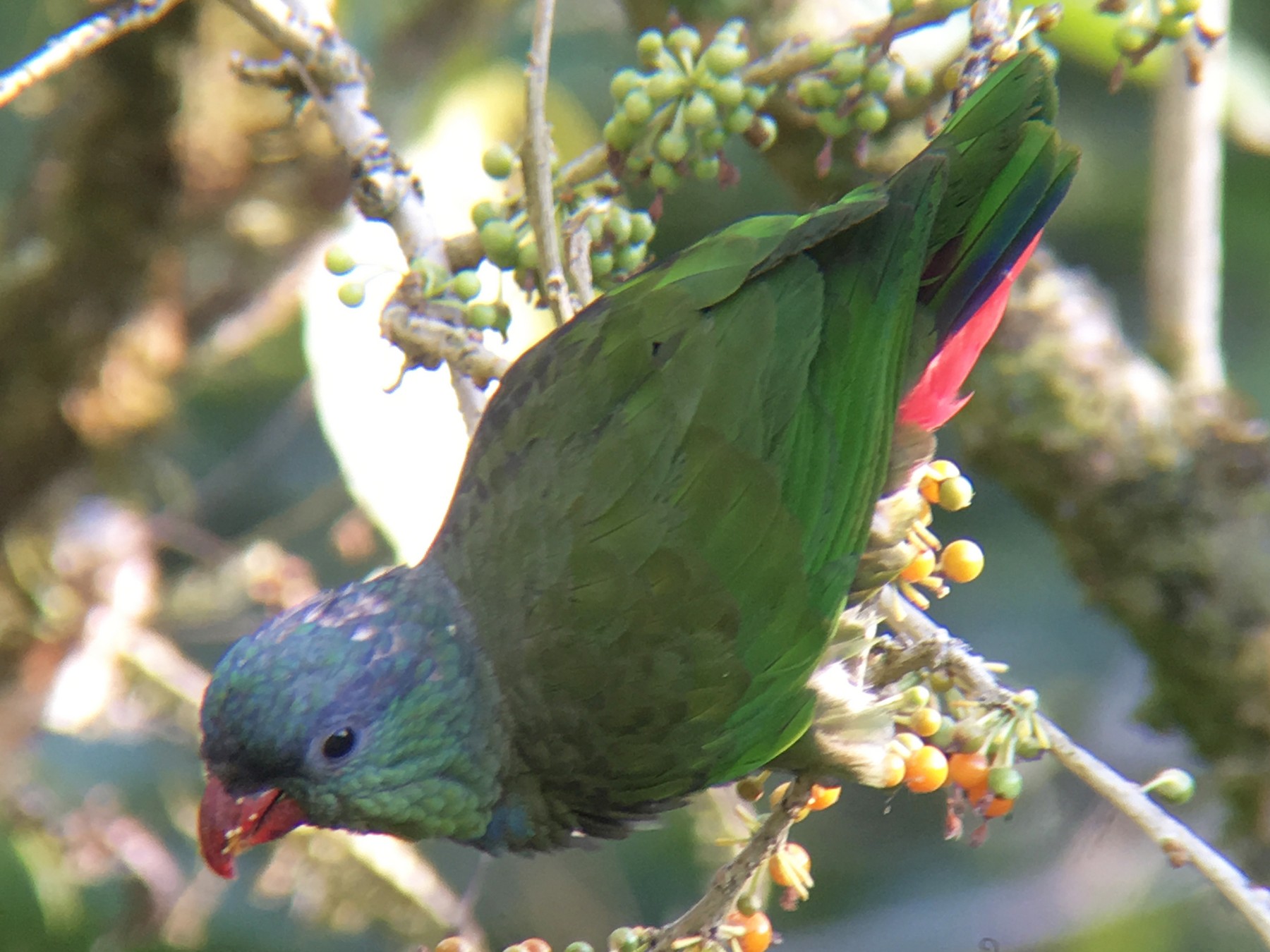 Red-billed Parrot - eBird