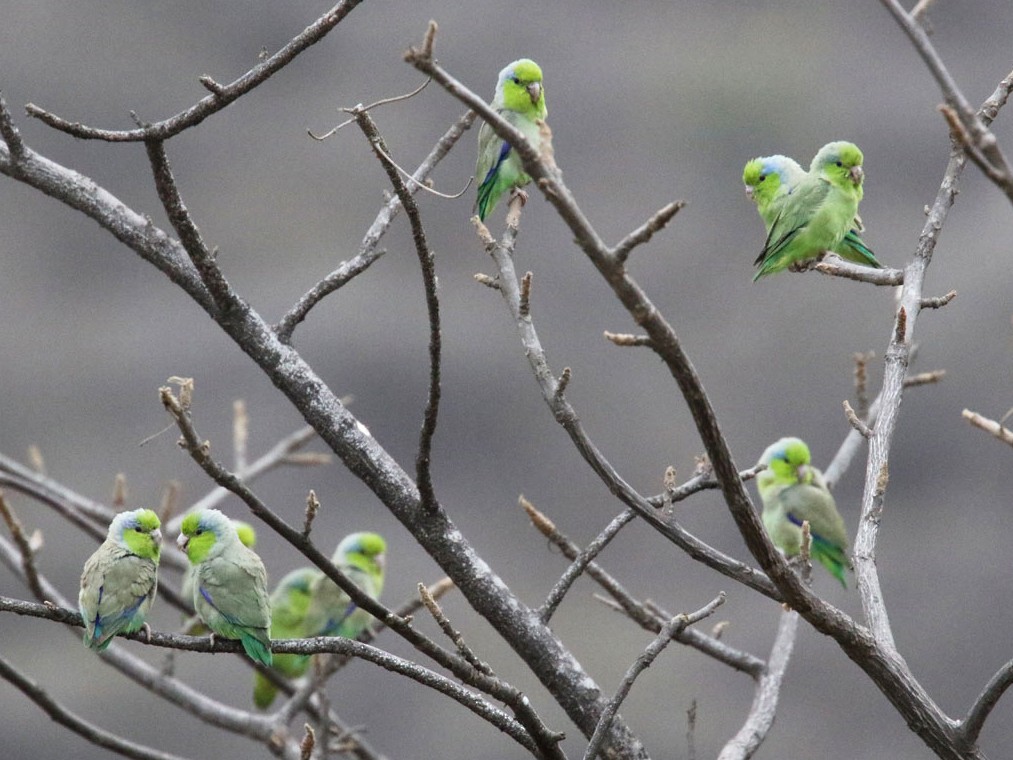 Pacific Parrotlet