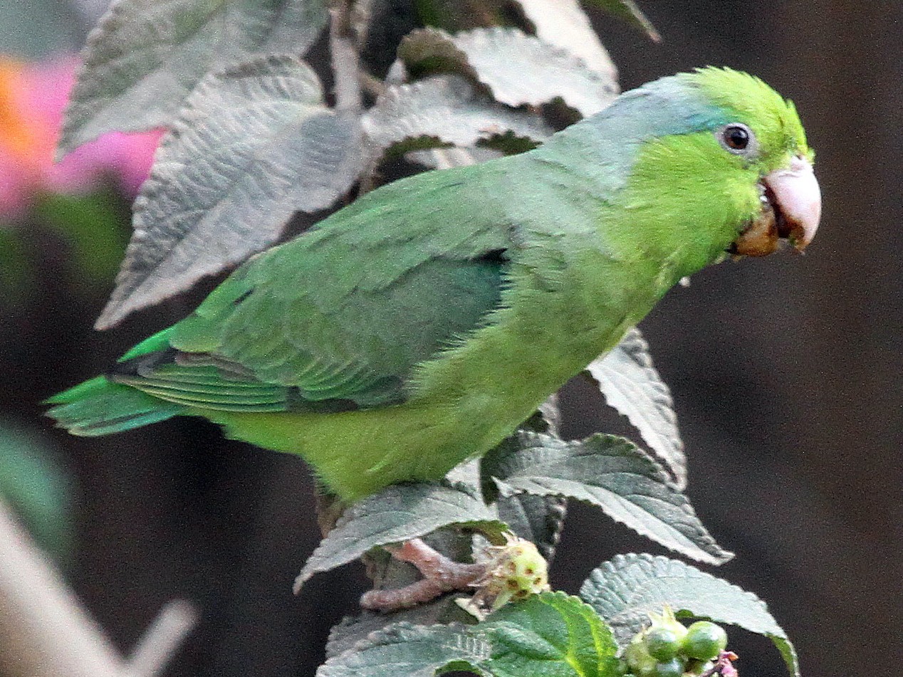 Pacific Parrotlet - eBird