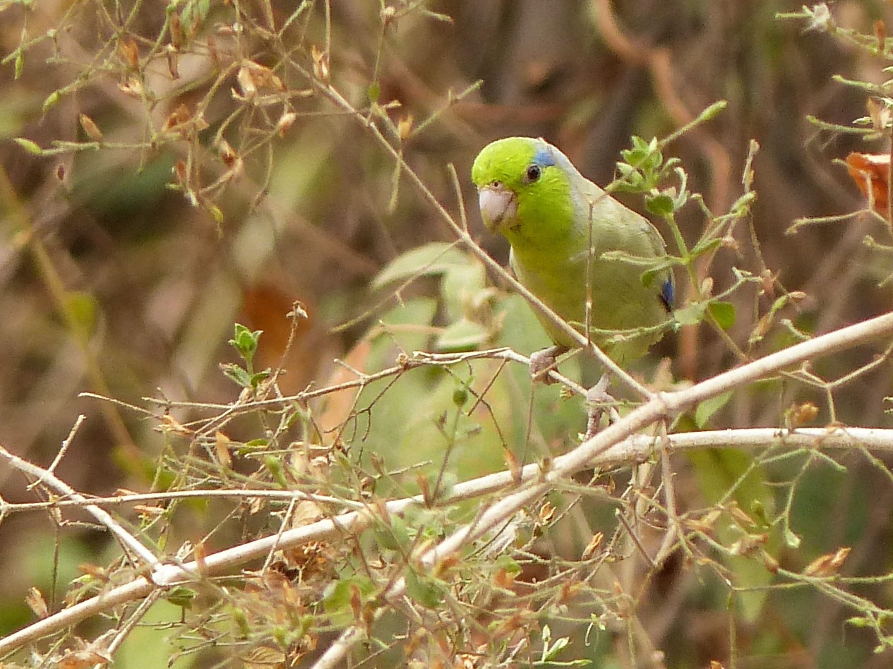 Cotorrita de Piura - eBird