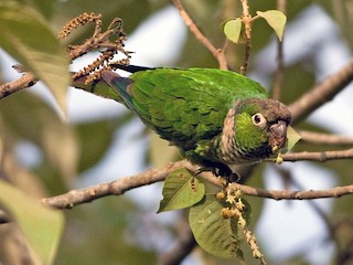 Maroon-tailed Parakeet - eBird