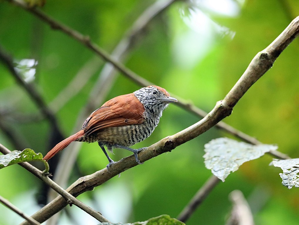 Batará Vermiculado - eBird